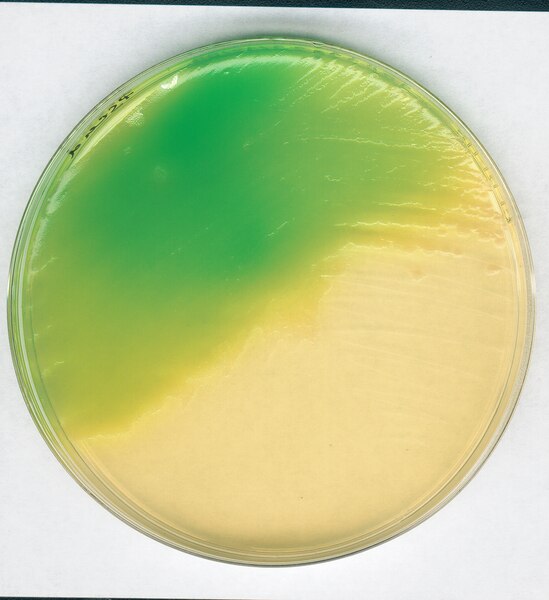 Agar base según Letheen modificado | 110404
